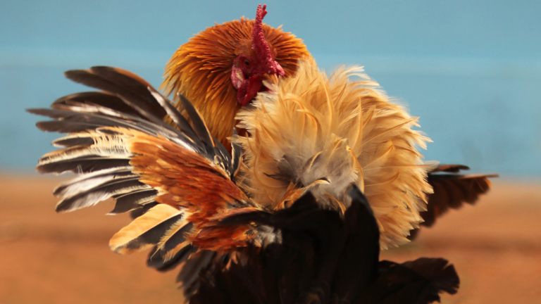 Korean Air bans roosters on US-PH routes amid cockfighting outcry