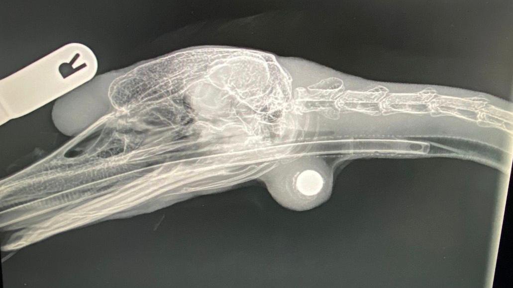 Swan returns home after ball bearing attack
