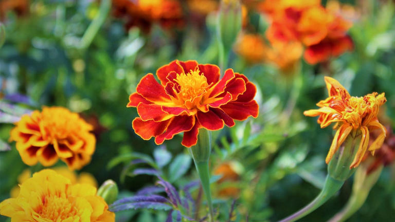 Tagetes gegen Schnecken: So funktioniert der Anti-Schnecken-Trick