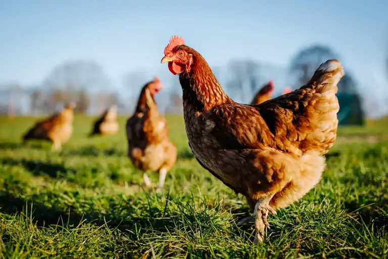 Los humanos criaban gallinas domésticas hace 2.000 años en Corea del Sur