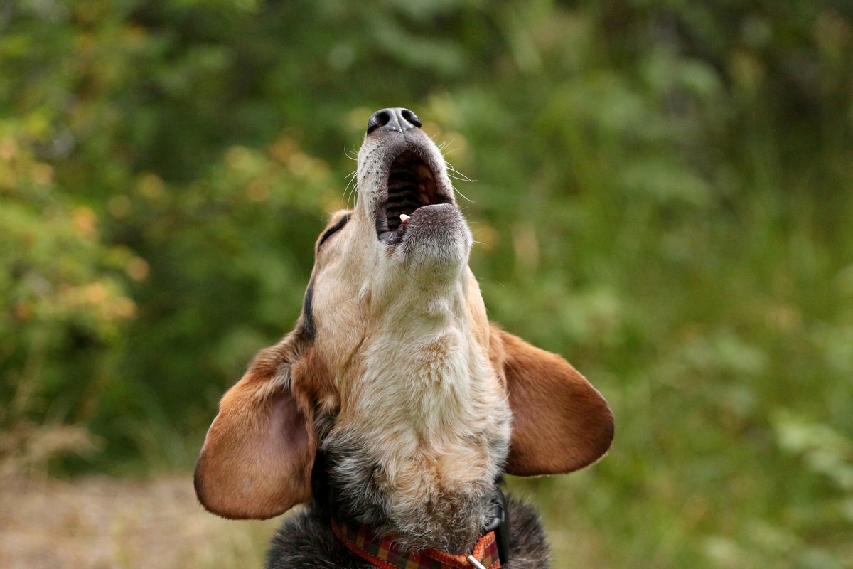 Rescue group to buy 1,500 beagles from facility targeted by protest