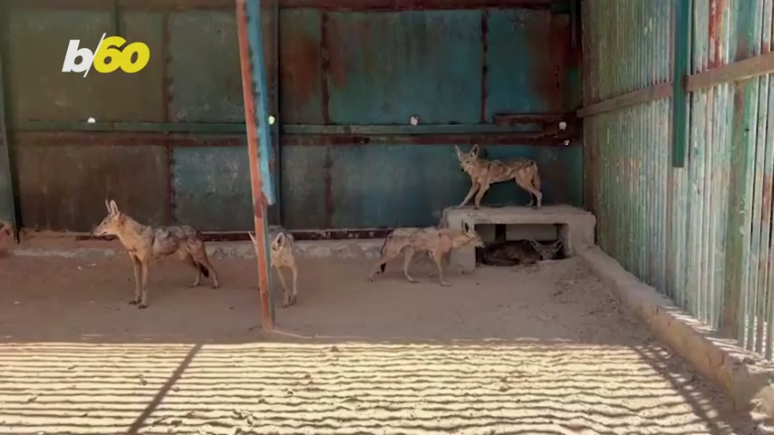 A wildlife haven amidst conflict