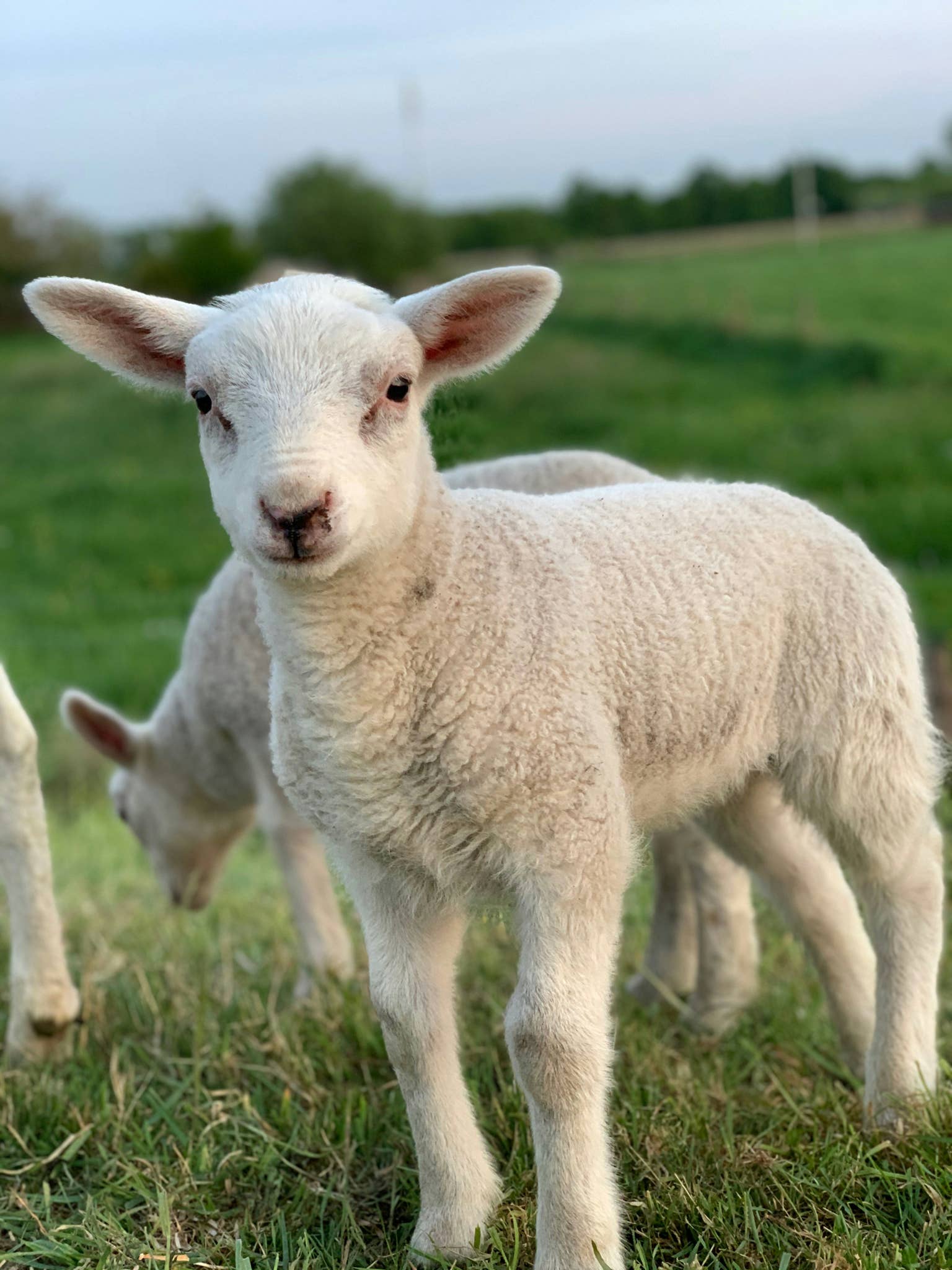 Farmers shocked as sheep gives birth to rare sextuplets at Clover & Bee ...