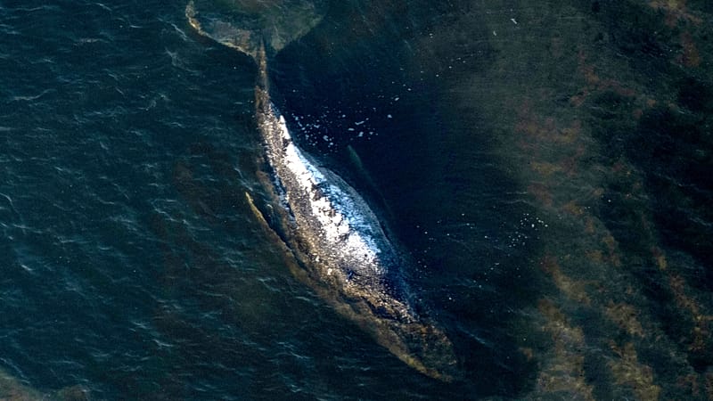 Varios museos europeos reclaman los restos de Timmy tras su autopsia