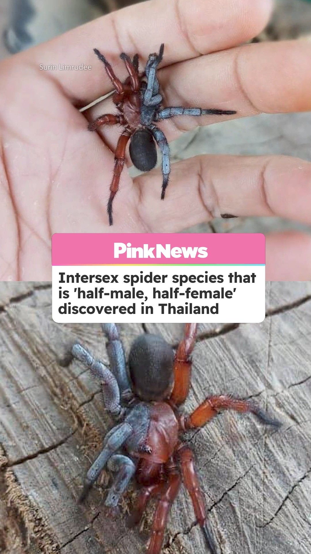 One Piece inspires name of new half-male, half-female intersex spider ...
