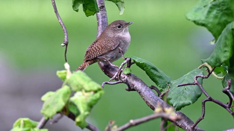 The Ornamental Tree That Birds And Pollinators Love And Has Year-Round ...