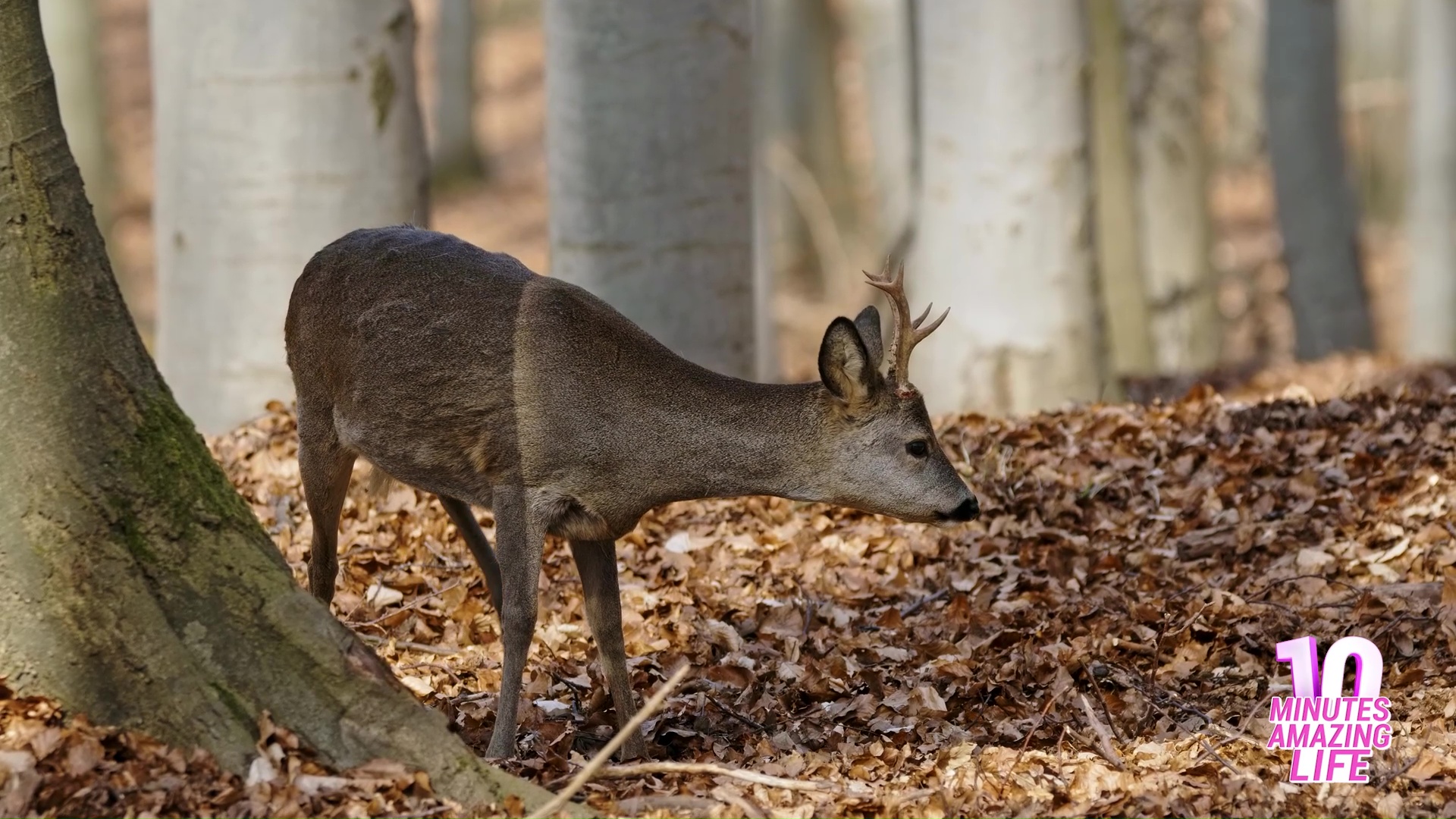 Deer forages carefully while watching for hidden predators