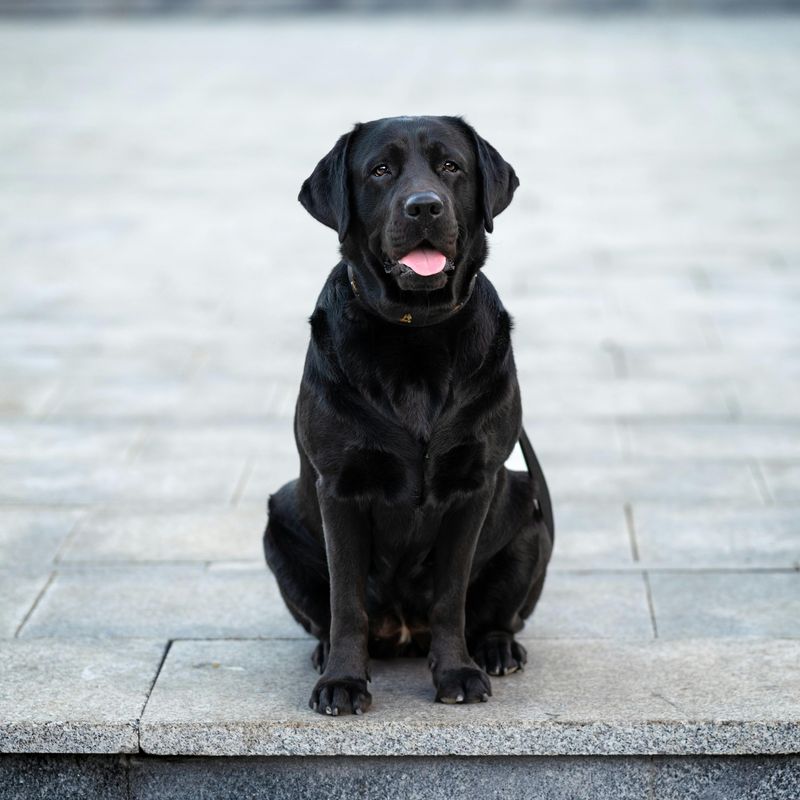 14 irresistibly loving dog breeds that win over everyone instantly