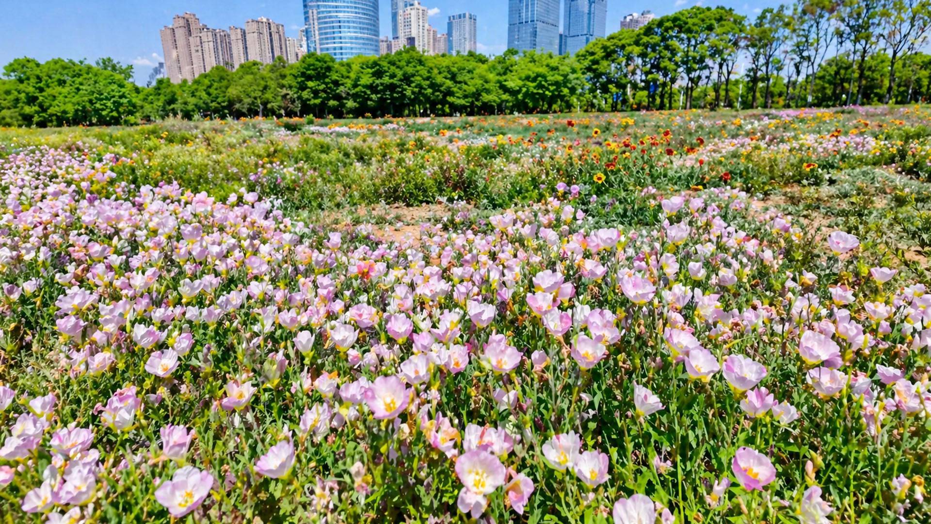 Une autre facette de la ville vue depuis un champ de fleurs