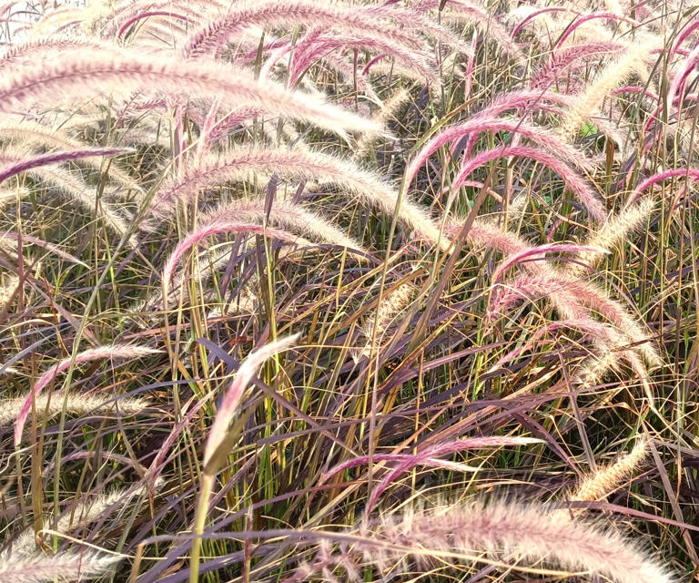 Every container garden needs a plant that thrives on neglect – here are ...