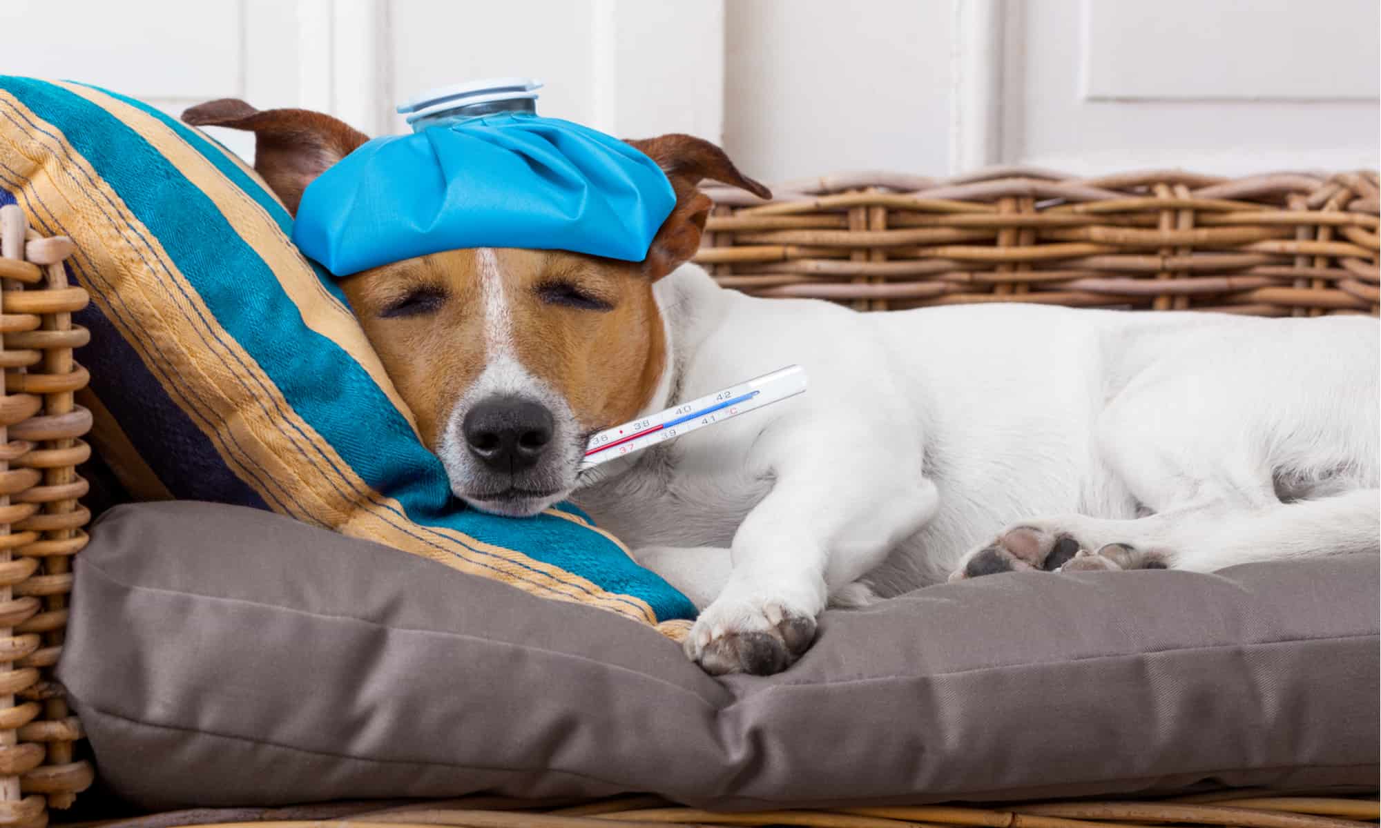 Common dog sayings most people use without knowing the meaning