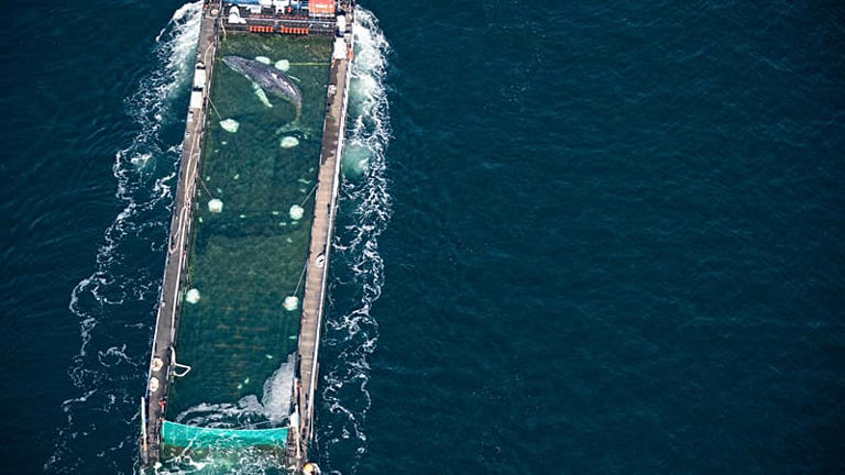 Εγκλωβισμένη φάλαινα στη Γερμανία απελευθερώνεται στη Βόρεια Θάλασσα