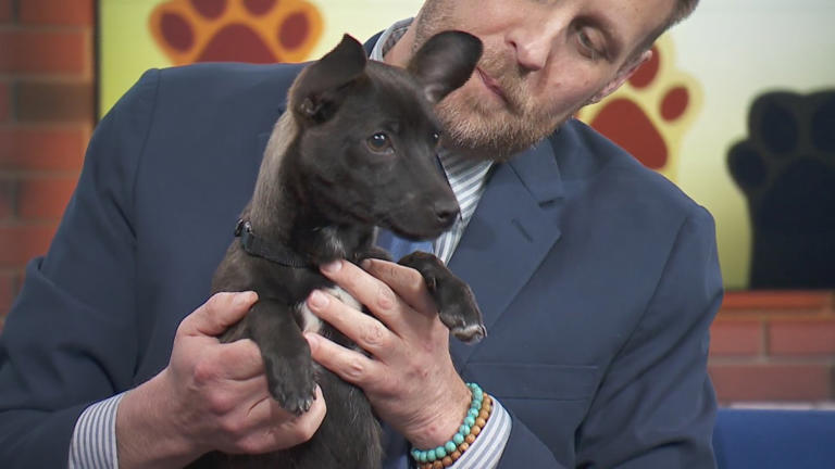 PAWS Chicago pet of the week: Waggins