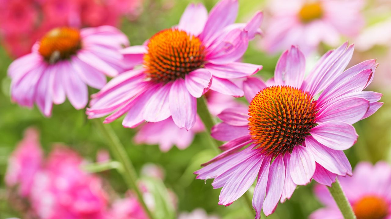 My 5 all-star container plant pairings to start in May that thrive on ...