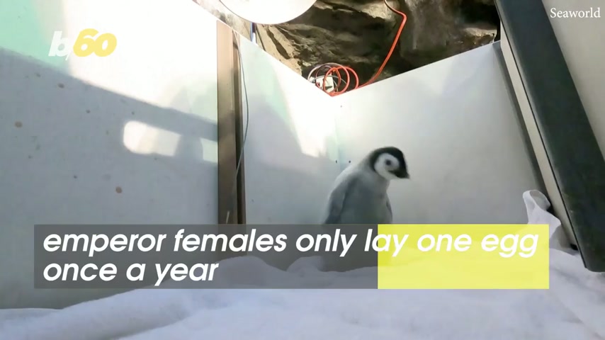 This penguin chick has a name after thousands cast their votes