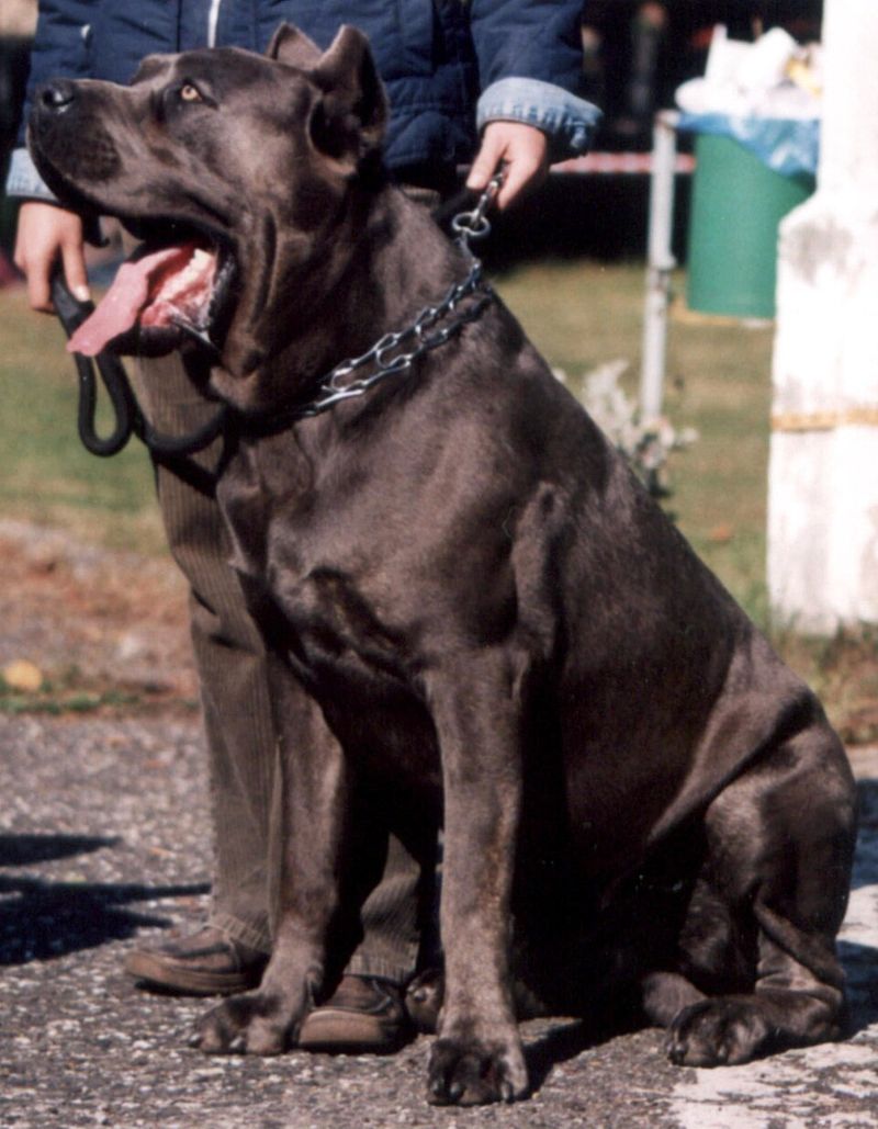 These 12 dogs are bold and unafraid of anything