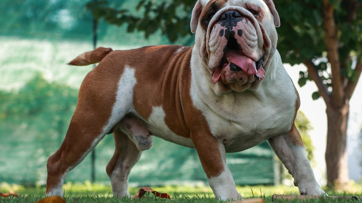 10 dog breeds that a veterinarian would never keep at home (and why)