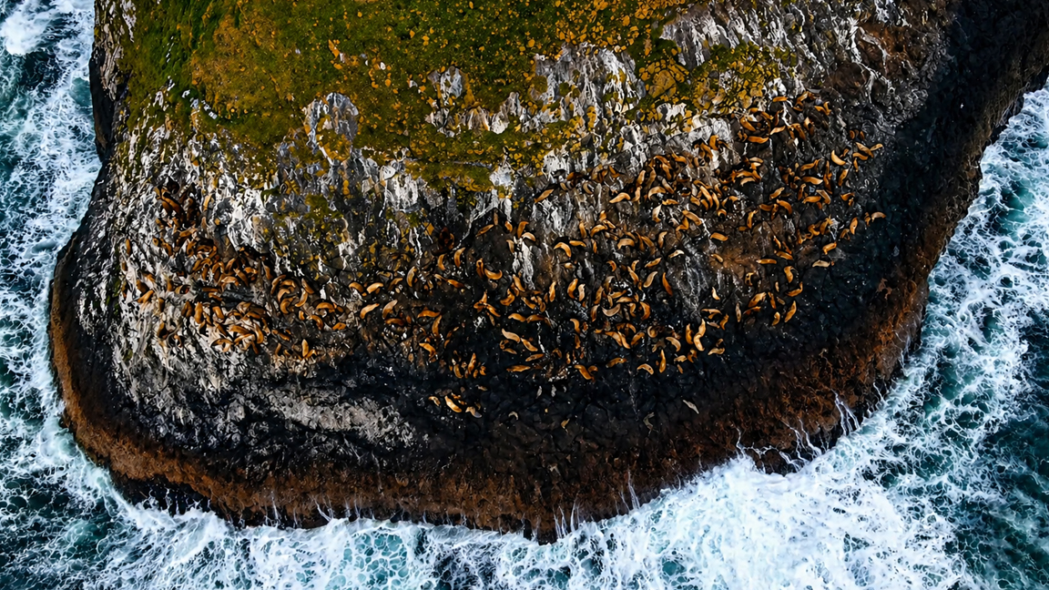Wild sea lions colony resting on ocean rocks