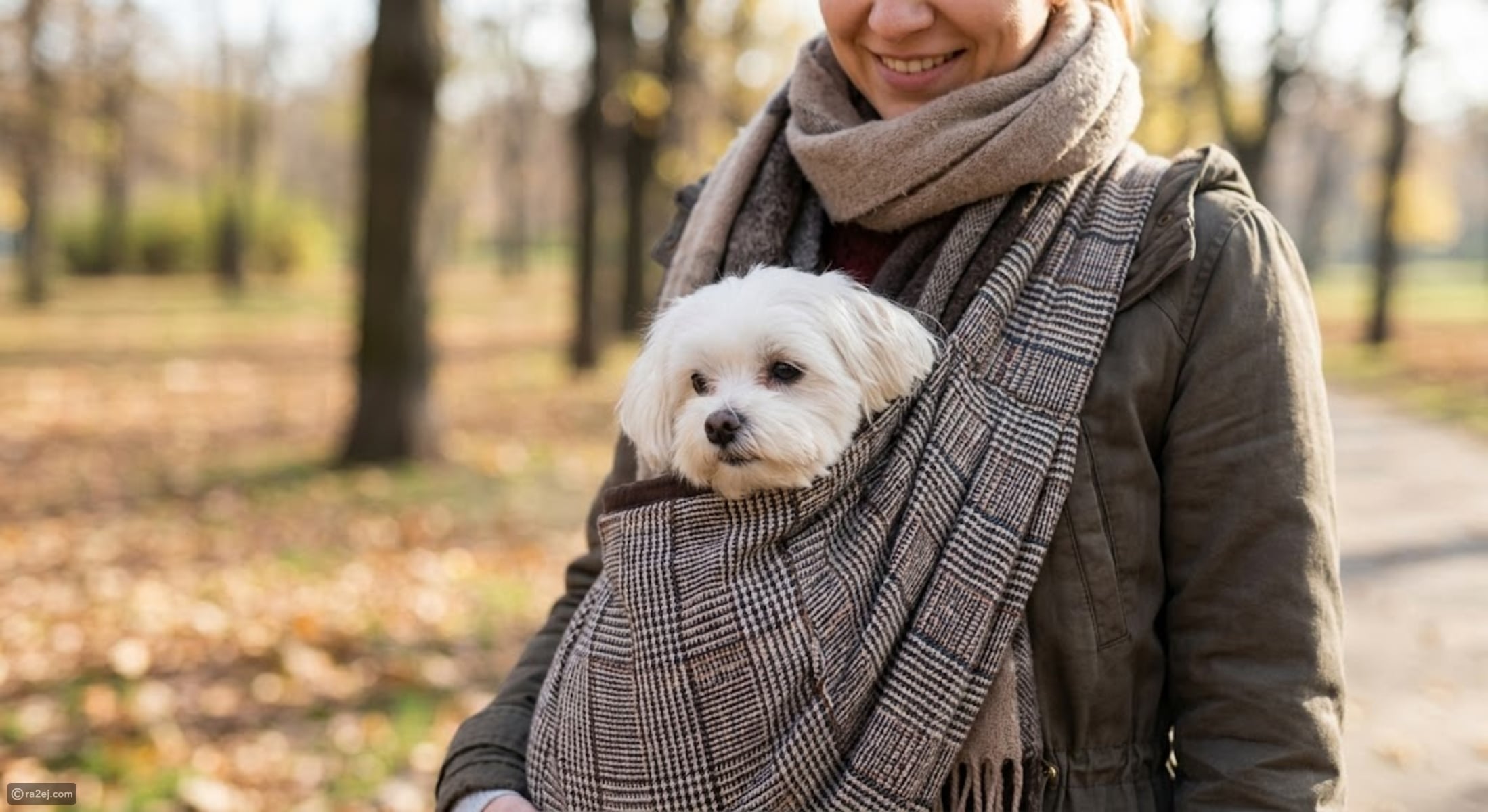 13 clingiest dog breeds, including one huge surprise