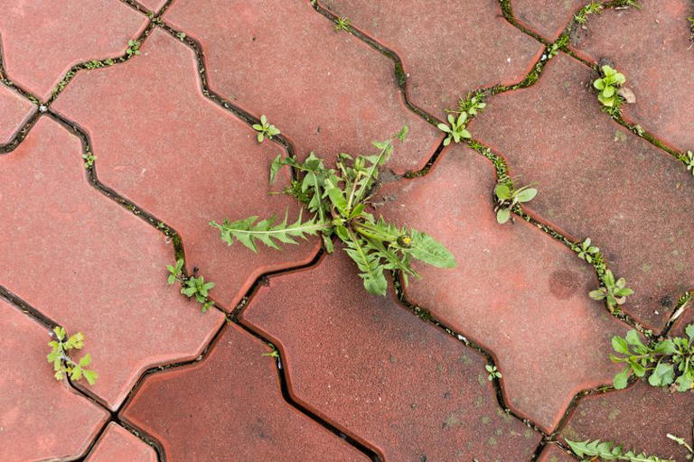 I asked experts the best method to stop driveway weeds — they all said ...