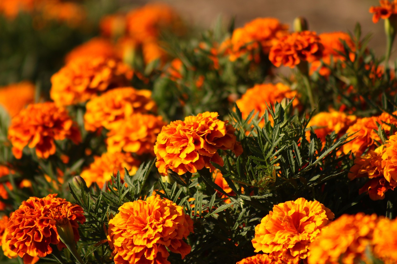 12 companion plants that help your garden flourish