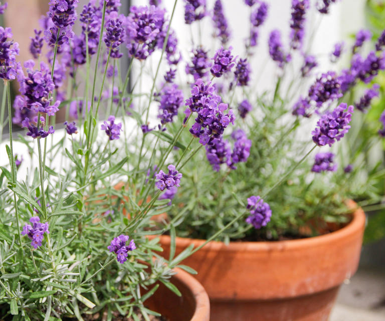 11 low-maintenance purple flowers that bloom throughout summer