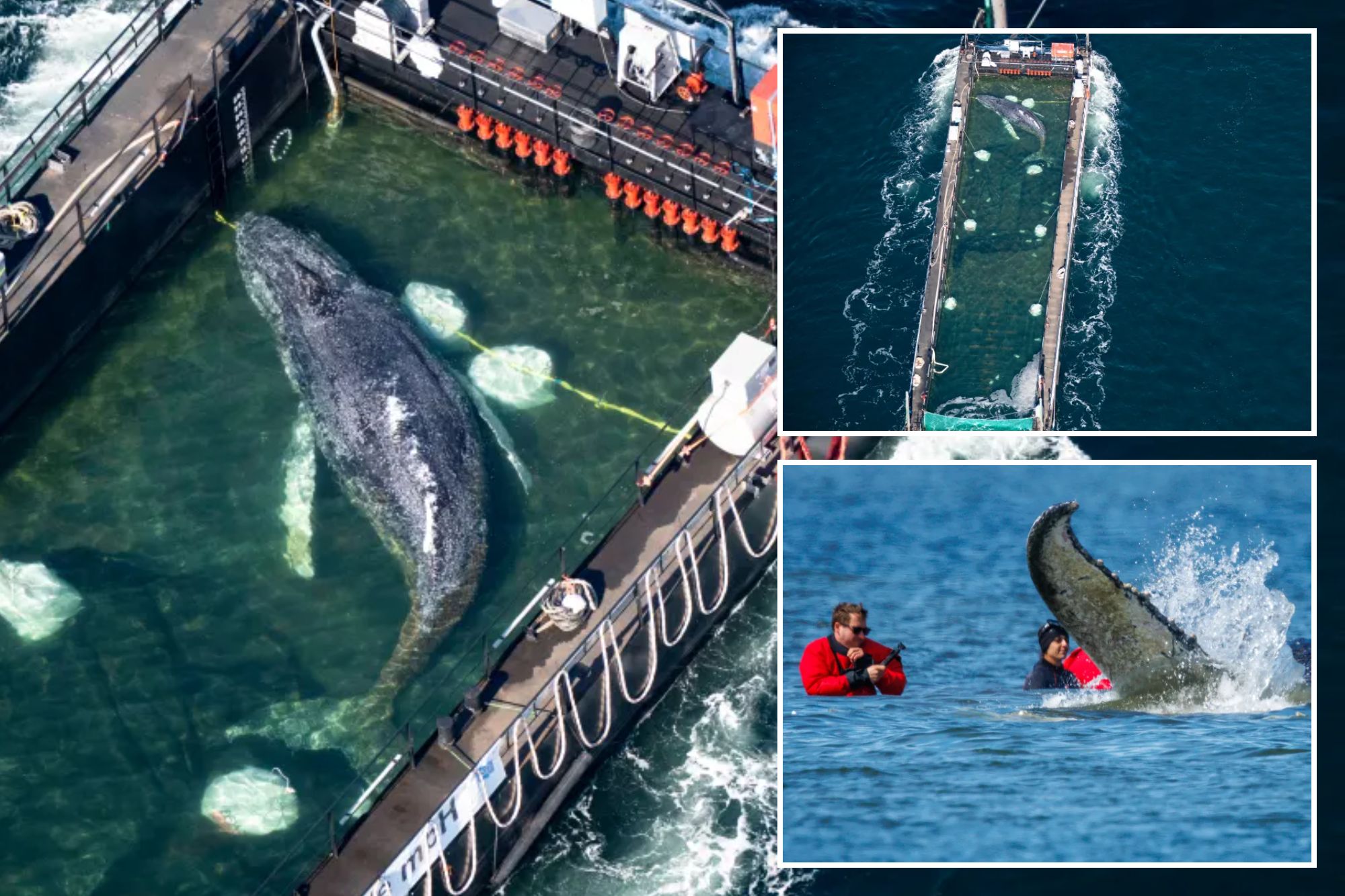 Humpback whale 'Timmy' released in the North Sea after weeks stranded ...
