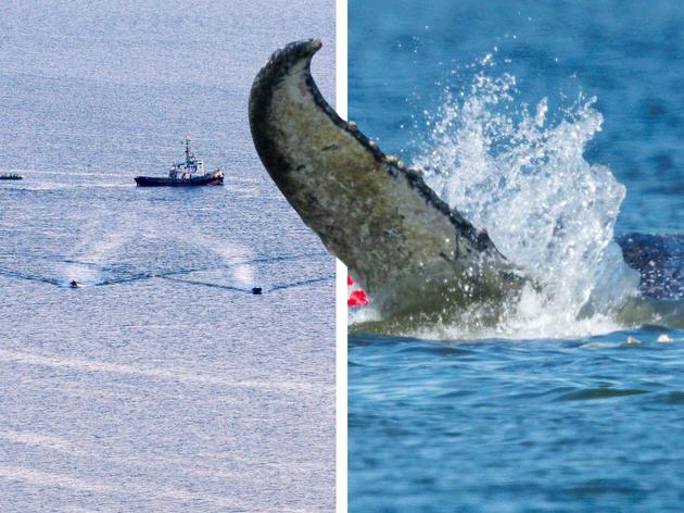 Wal „Timmy“ schwimmt wieder frei – doch im Rettungsteam brodelte es ...
