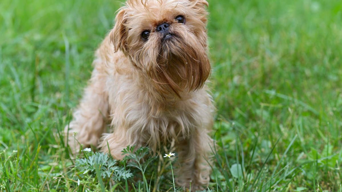 Ewok-like dog breeds: 6 that make great pets