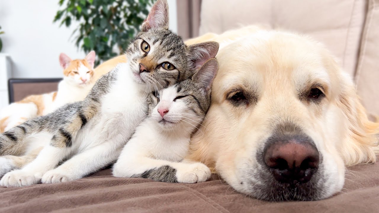 How this golden retriever wins over cats