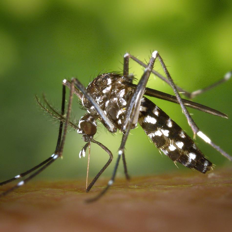 Dengue nach Malediven-Reisen – was Urlauber jetzt wissen müssen