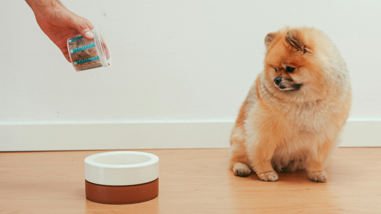 Experts say homemade dog diets lack critical nutrients despite owners ...