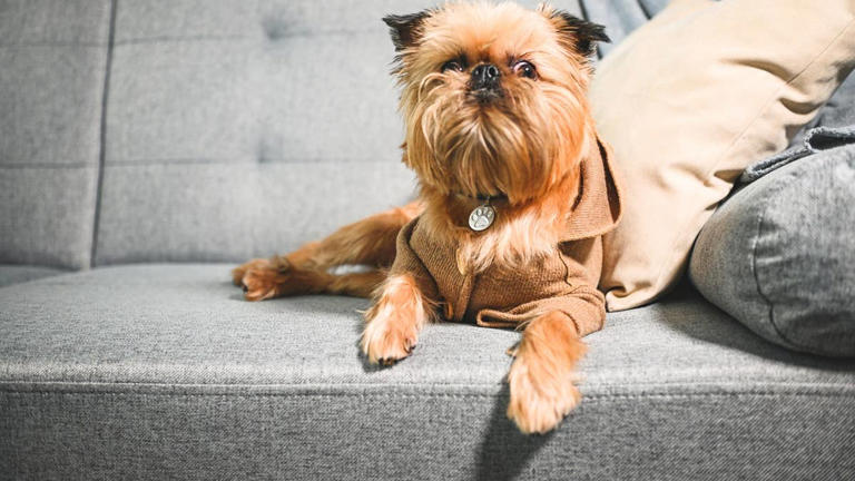 Ewok-like dog breeds: 6 that make great pets