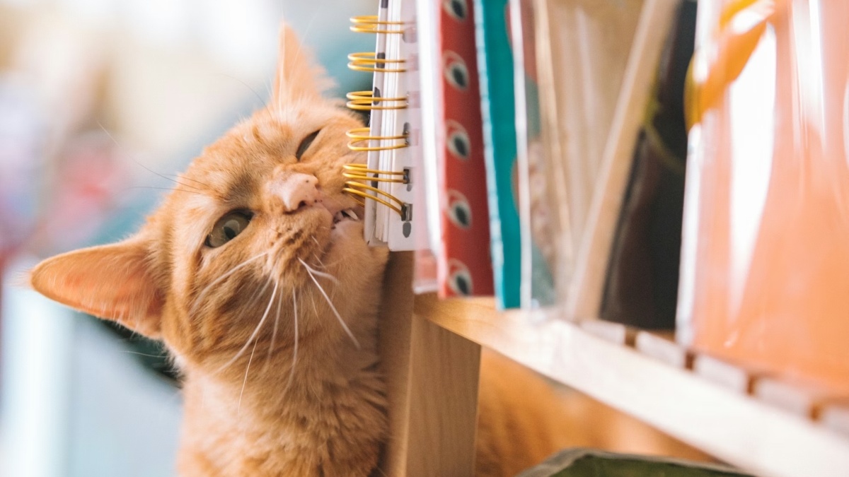 10 behaviors that show your cat sees you as its mom