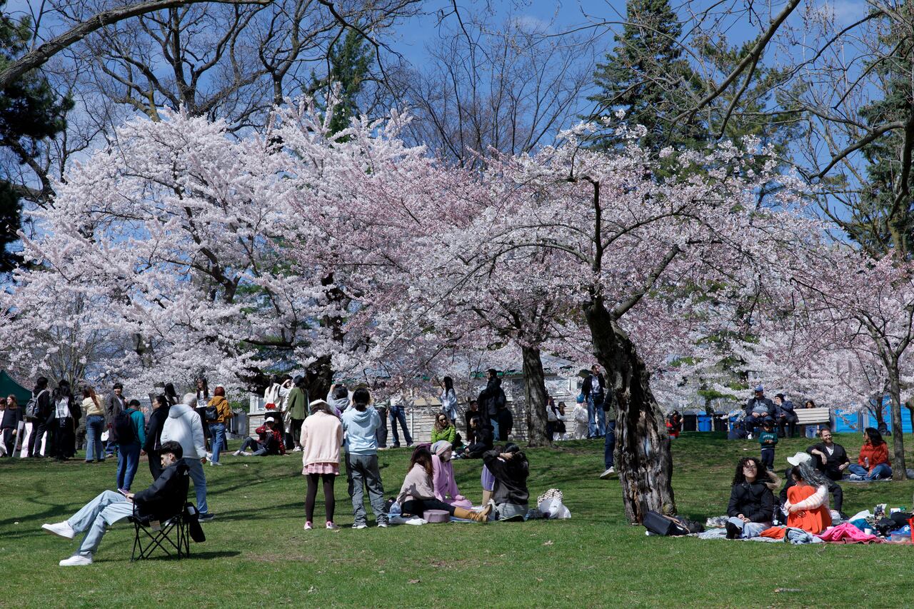 In photos | Toronto's High Park cherry blossoms in peak bloom