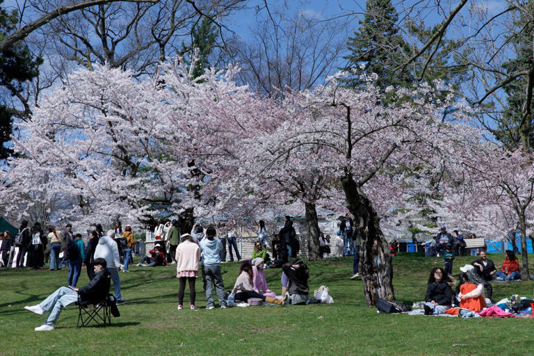 In photos | Toronto's High Park cherry blossoms in peak bloom