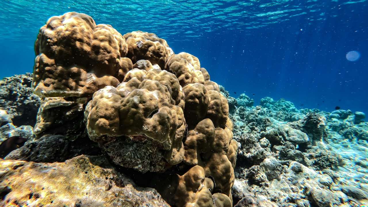 Researchers discover altering tile chemistry can double the survival ...
