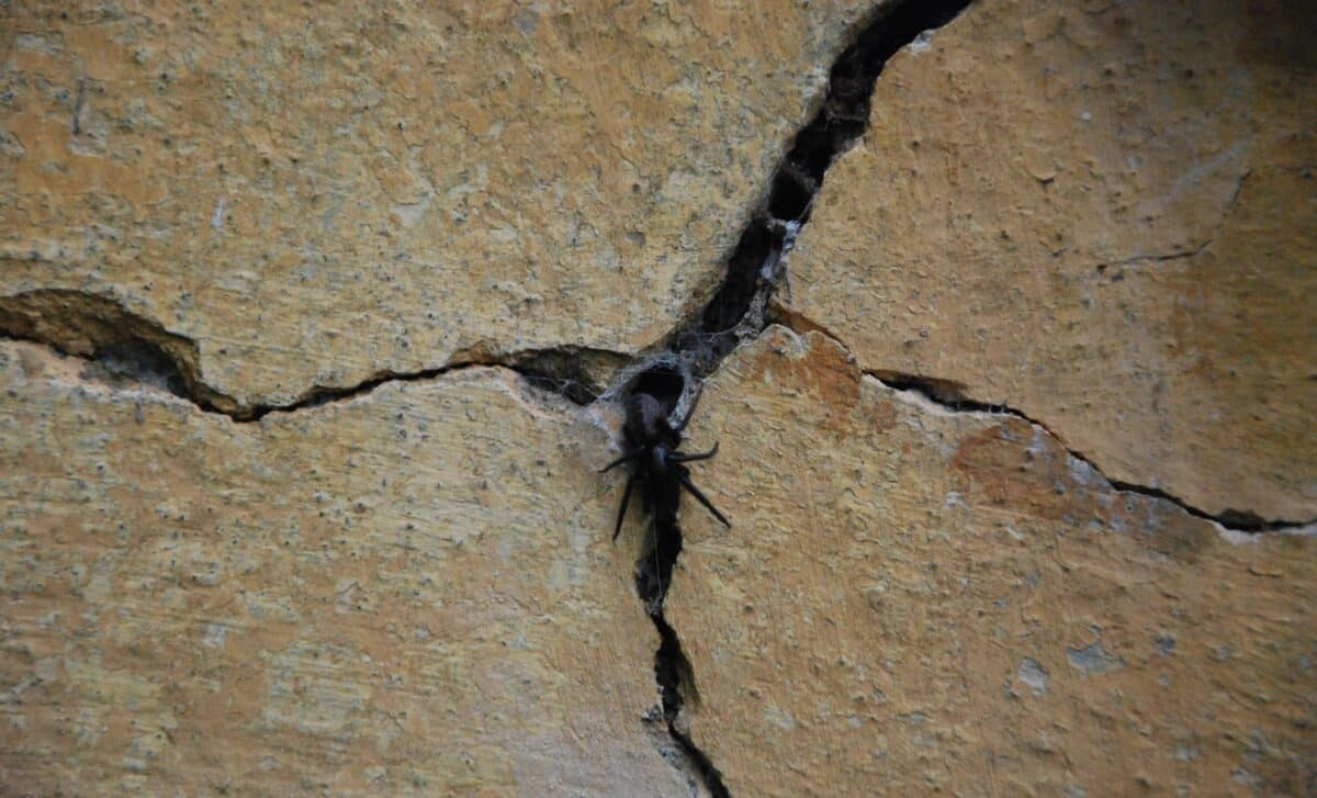 Hidden in wall crevices, scientists discover a tiny spider that hunts ...