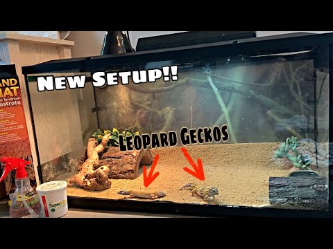 My Leapord Geckos NEW TANK SETUP!! (INSANE)