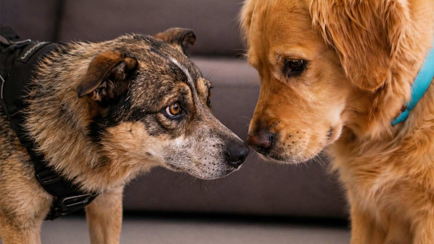 We introduced our golden retriever to a broken rescue dog