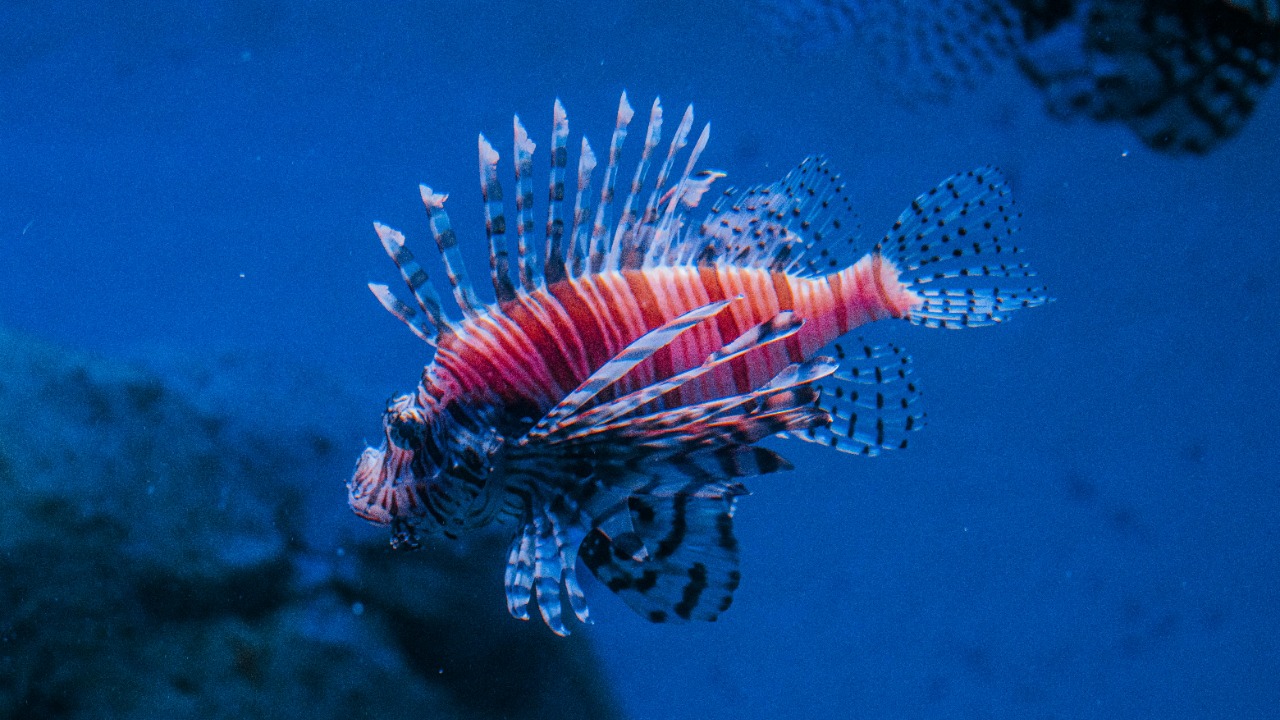 24 new deep-sea species found in the Pacific including an entirely new ...