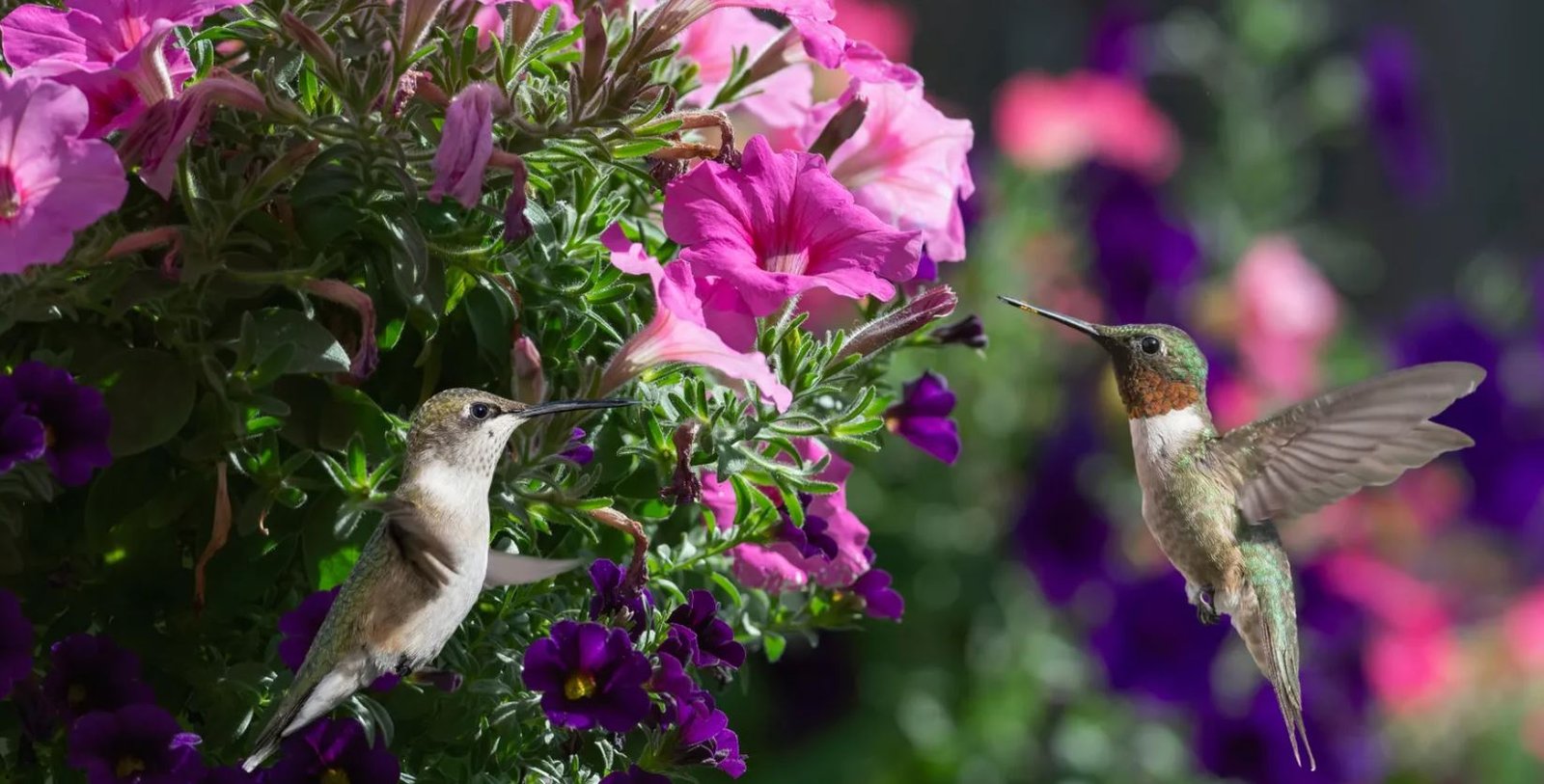 8 vibrant flowers to welcome hummingbirds into your garden