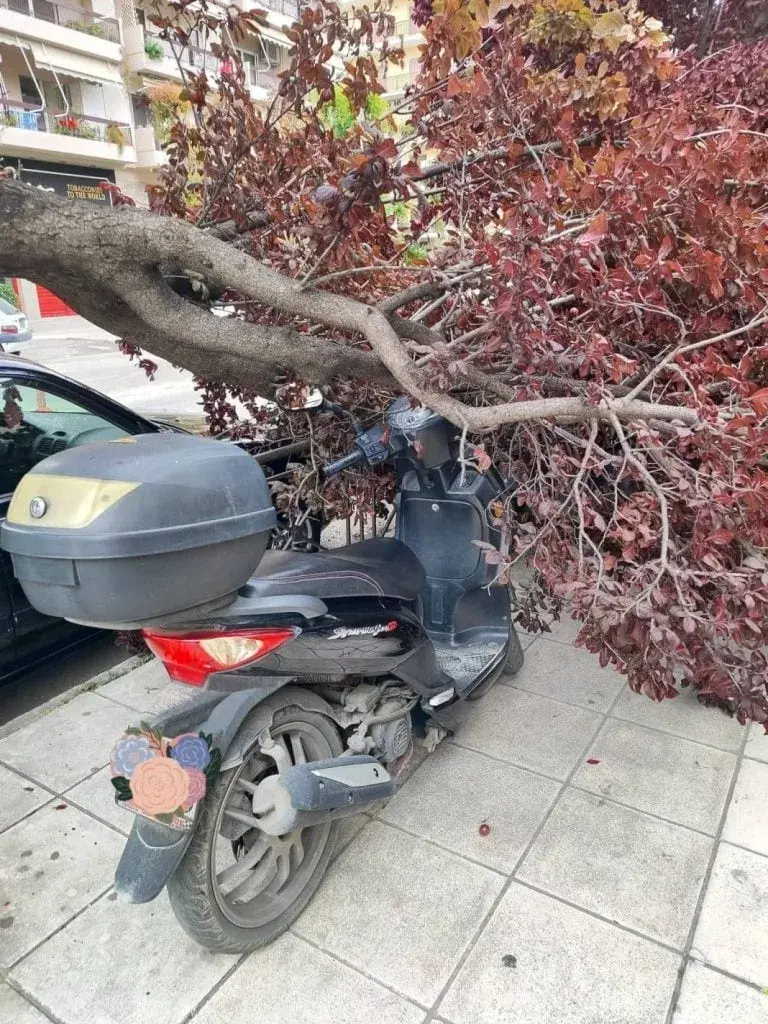 Πάτρα: Τεράστιο κλαδί «προσγειώθηκε» σε μηχανάκια ΦΩΤΟ