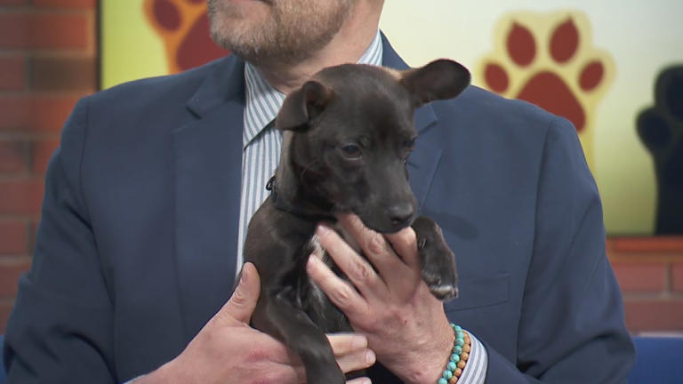 PAWS Chicago pet of the week: Waggins