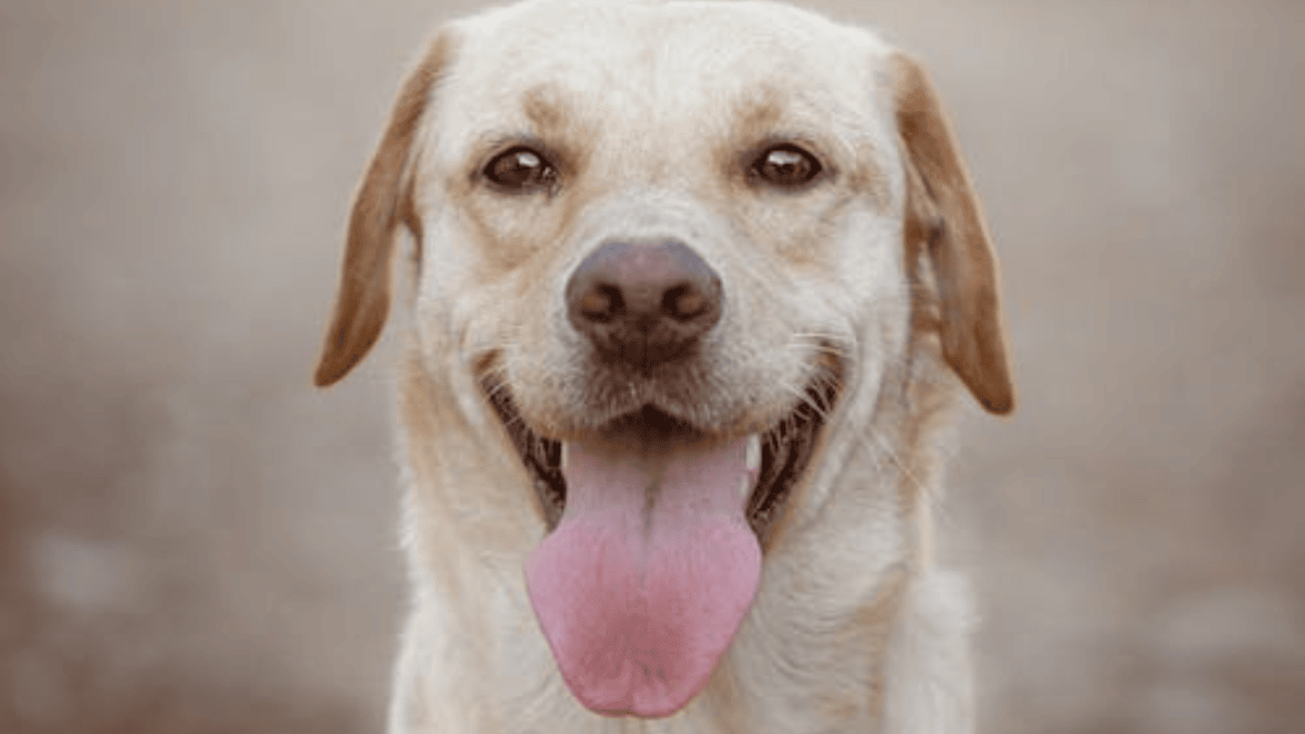 9 things your dog is trying to tell you without barking
