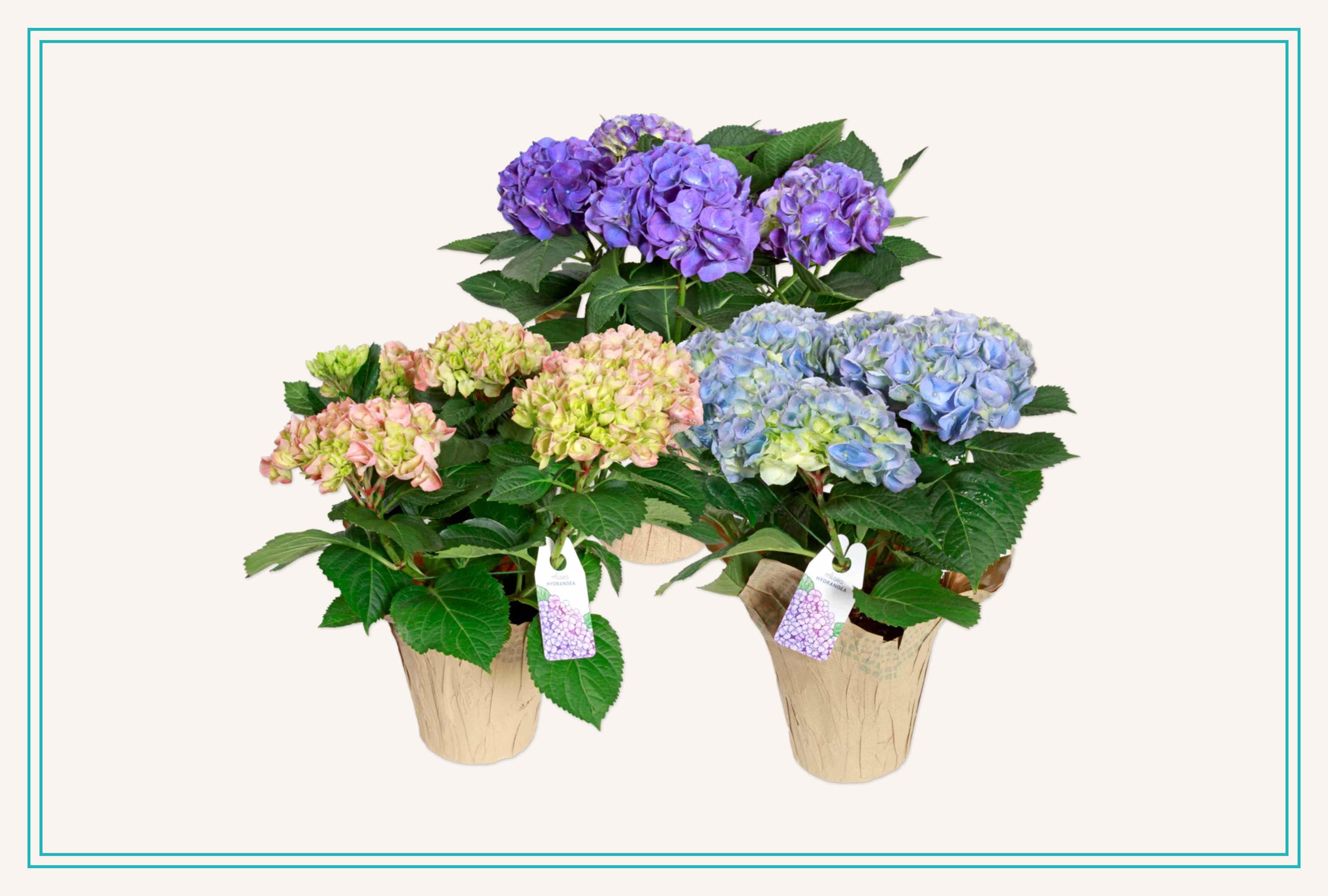 Trader Joe's colorful potted hydrangeas are our new favorite spring ...