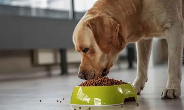 Cuida a tus mascotas: Profeco alerta sobre los alimentos más nocivos
