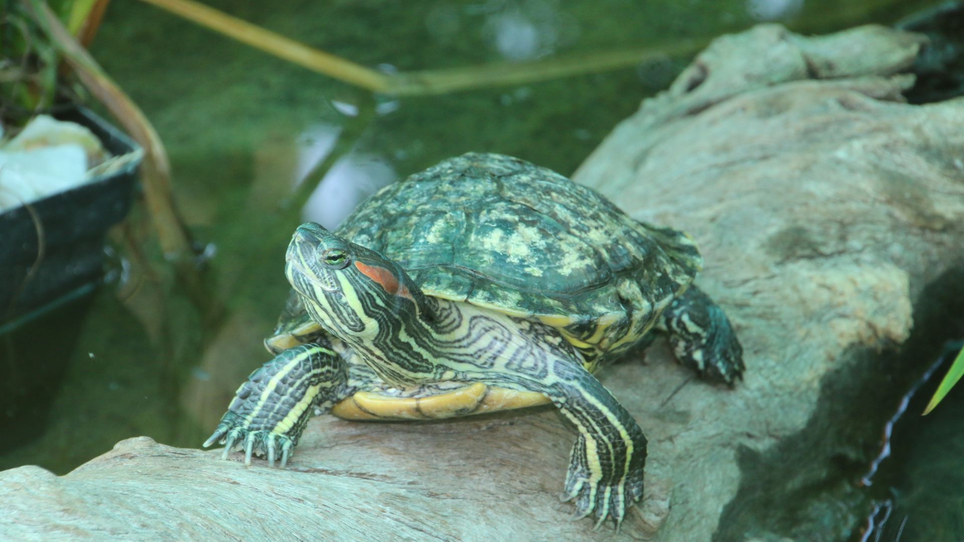Tips for taking care of pet turtles