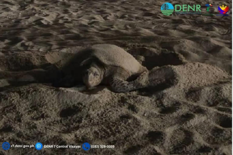 DENR: Green sea turtle nesting in Panglao signals healthy ecosystem