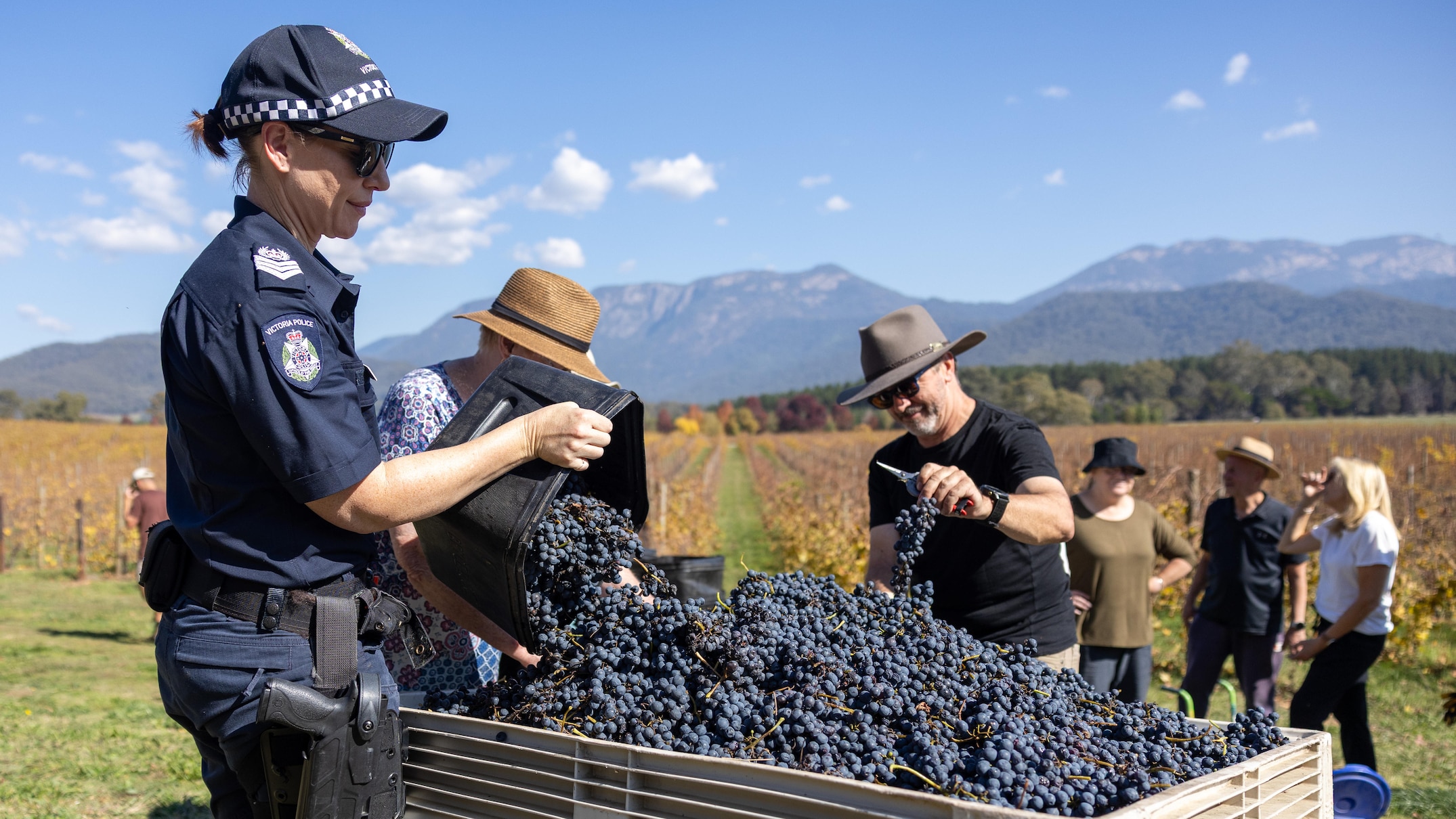 Police and Porepunkah come together to pick grapes in memory of ...